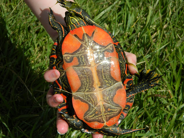 Western Painted Turtle | Project Noah