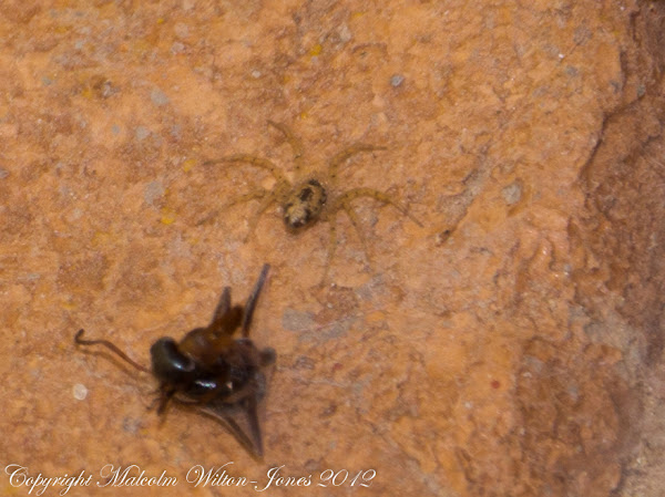 Spider | Project Noah