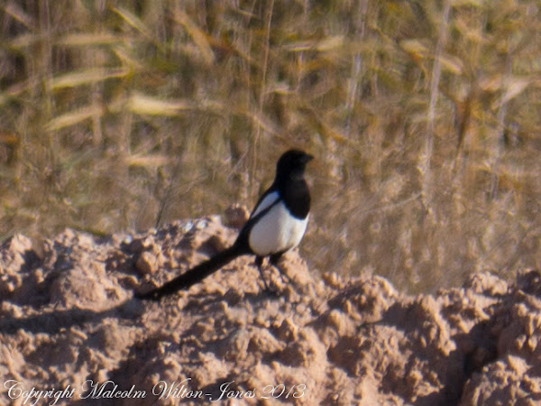 Magpie; Urraca | Project Noah