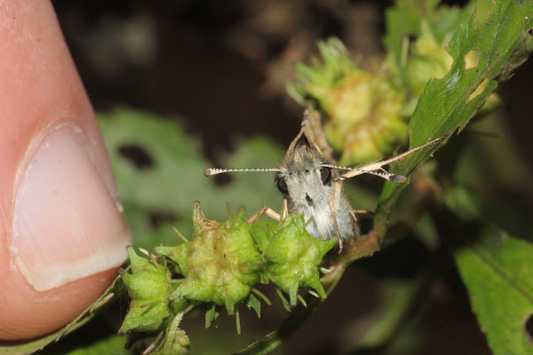 Common checkered skipper | Project Noah