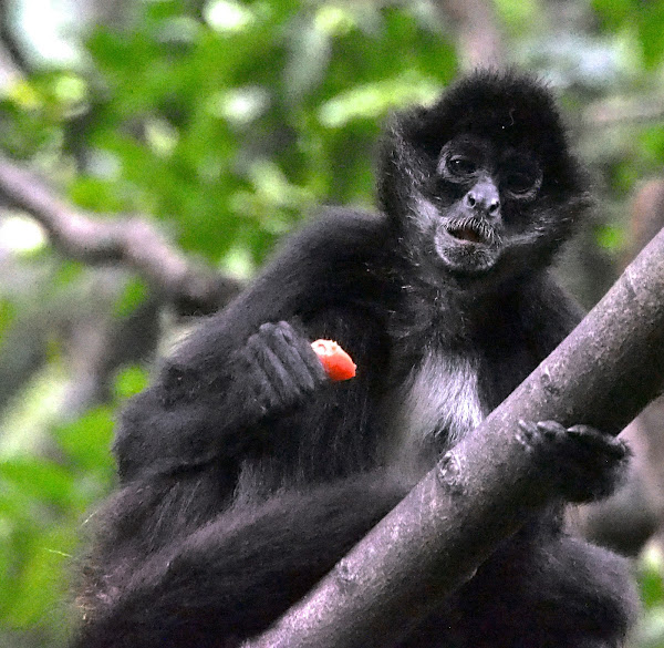 Geoffroy's spider monkey | Project Noah