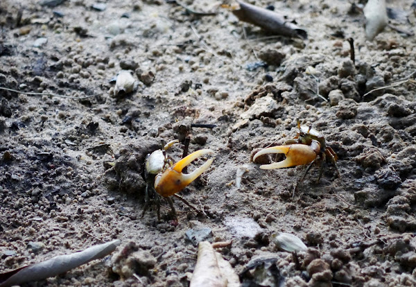 mudflat Fiddler crab | Project Noah