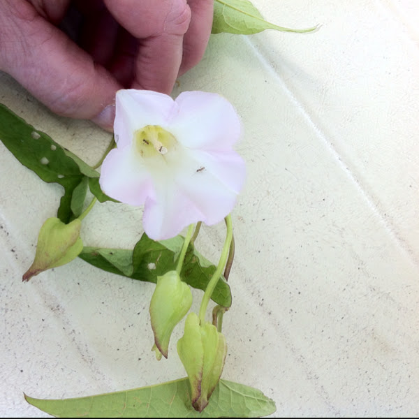 Hedge Bindweed | Project Noah