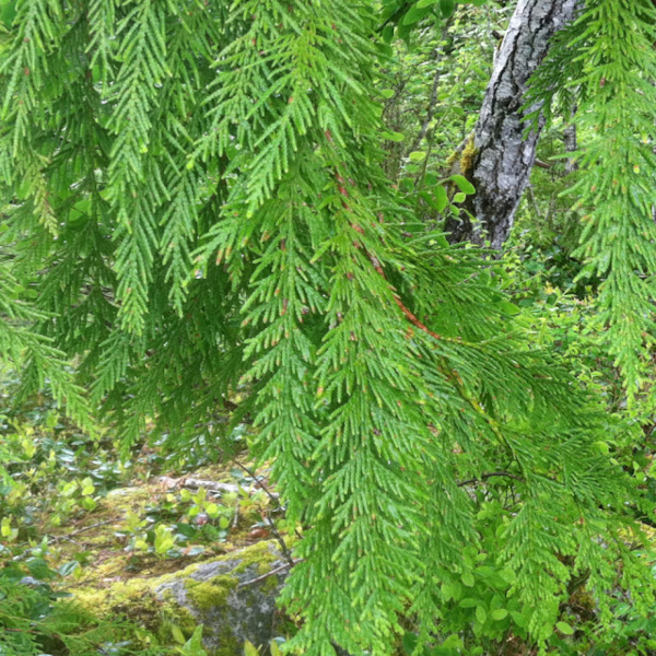 Western red cedar | Project Noah