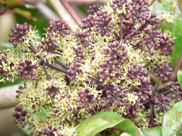 Five finger | Project Noah