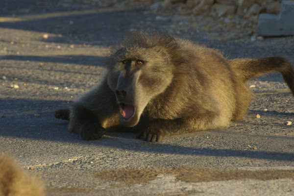 Cape Chacma Baboon | Project Noah