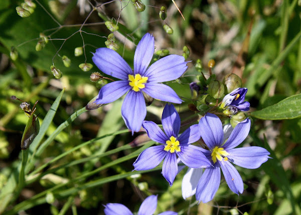 Blue-eyed grass | Project Noah