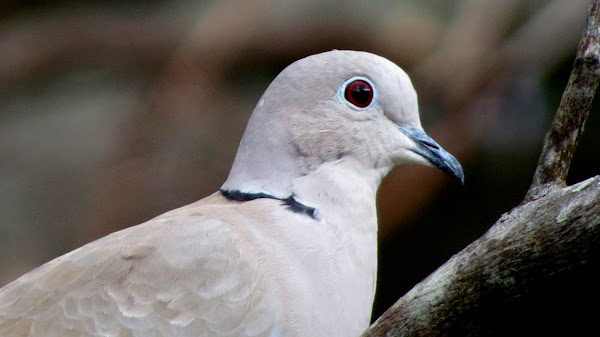 Eurasian Collared-dove | Project Noah