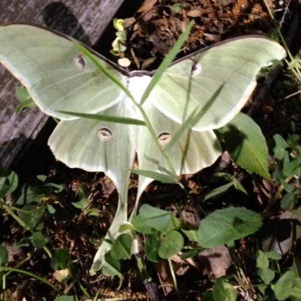 Luna Moth | Project Noah