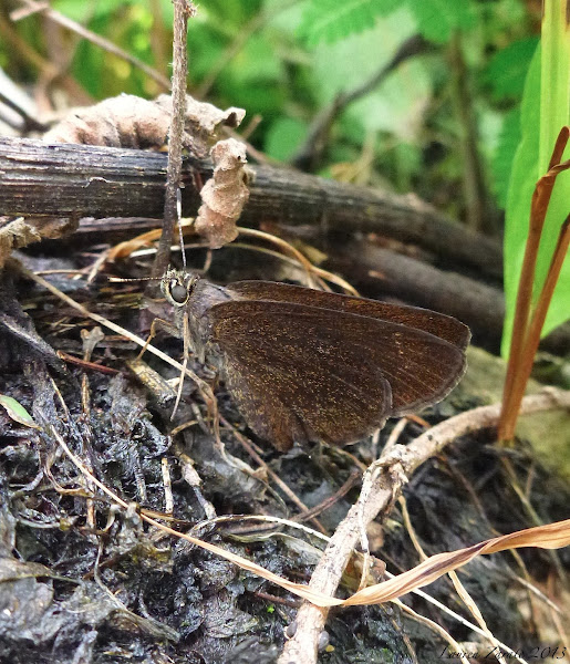 Skipper | Project Noah