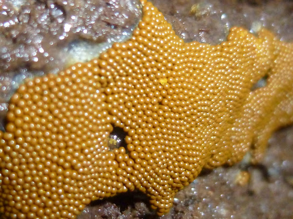 Insect-egg Mass Slime | Project Noah