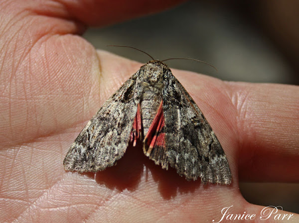 Red Underwing Moth | Project Noah