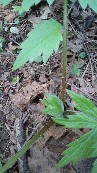 Fendler's waterleaf | Project Noah