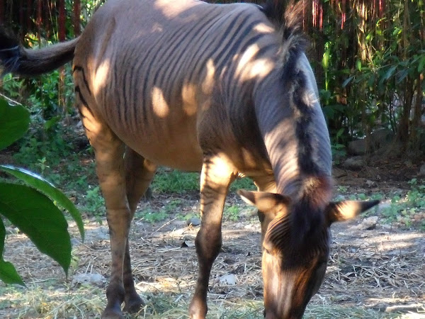 Hebra (Horse/Zebra Hybrid) | Project Noah