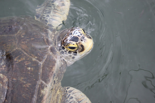 Hawksbill Sea Turtle | Project Noah