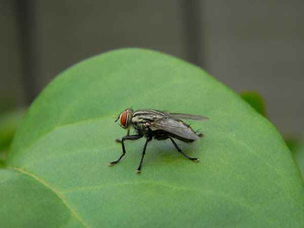 flesh fly | Project Noah