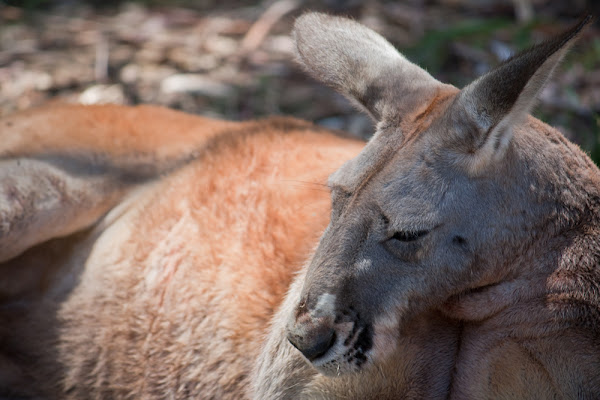 Red Kangaroo | Project Noah