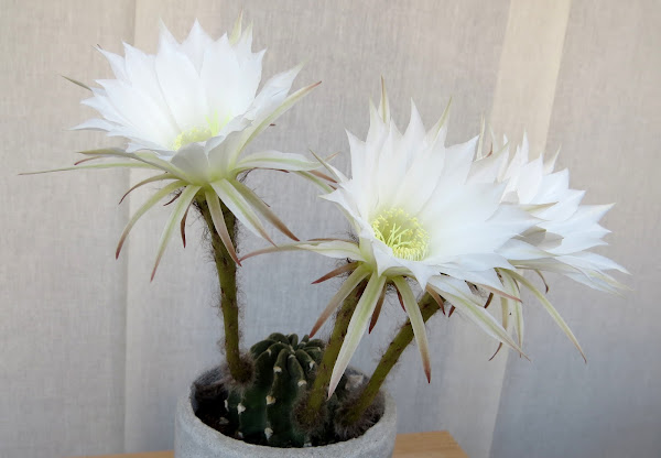 Cactus | Project Noah