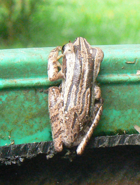 Dark eared tree frog | Project Noah