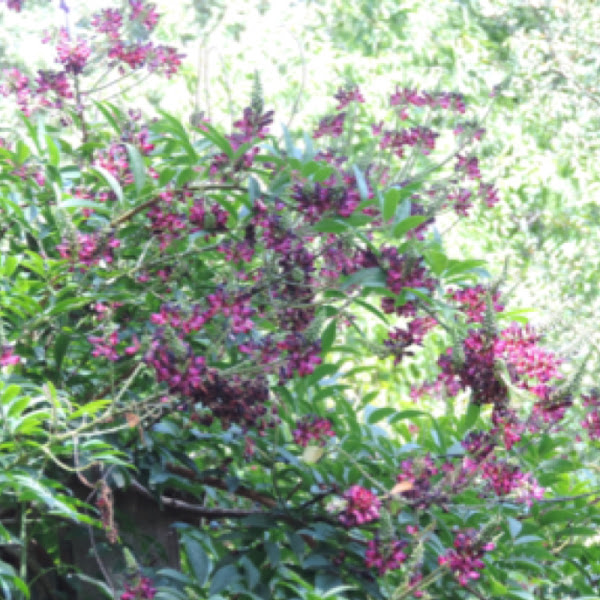 Evergreen Wisteria | Project Noah