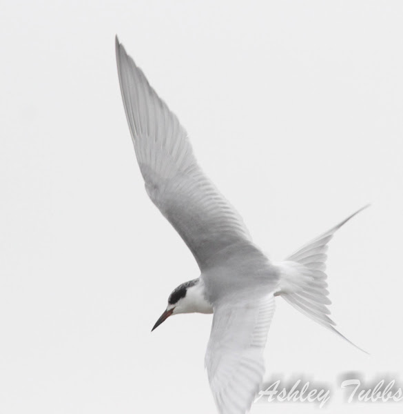 Least Tern | Project Noah