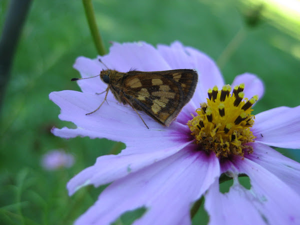 Peck's Skipper | Project Noah