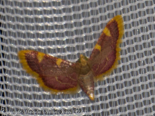 Gold Triangle Moth | Project Noah