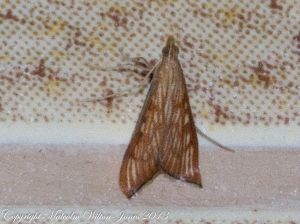 Sesame Leafroller | Project Noah