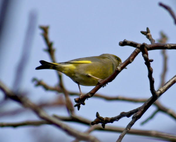 European Greenfinch | Project Noah
