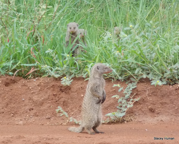 Banded mongoose | Project Noah