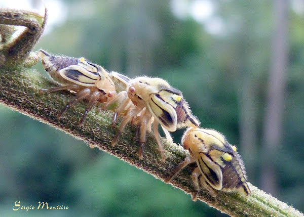 Treehopper nymphs | Project Noah