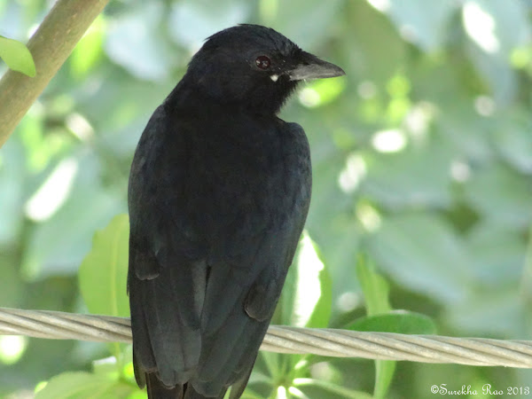 Black Drongo | Project Noah