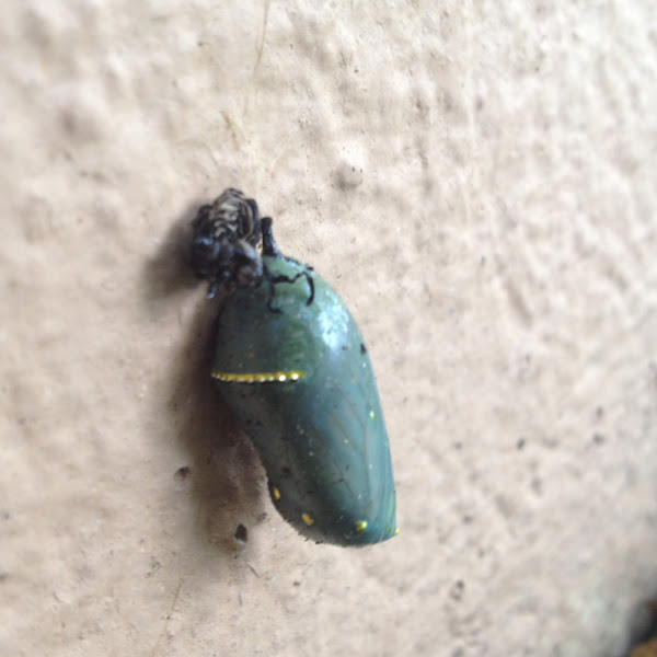 Monarch chrysalis | Project Noah