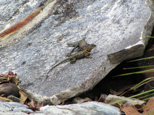 Calango | Project Noah