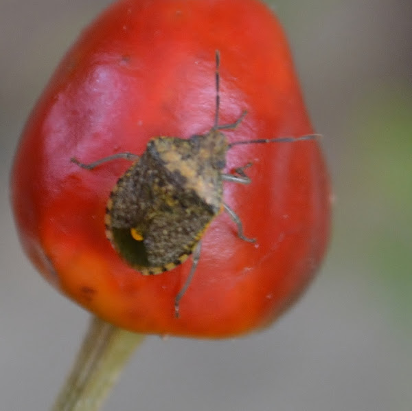 Sunflower Seed Bug | Project Noah