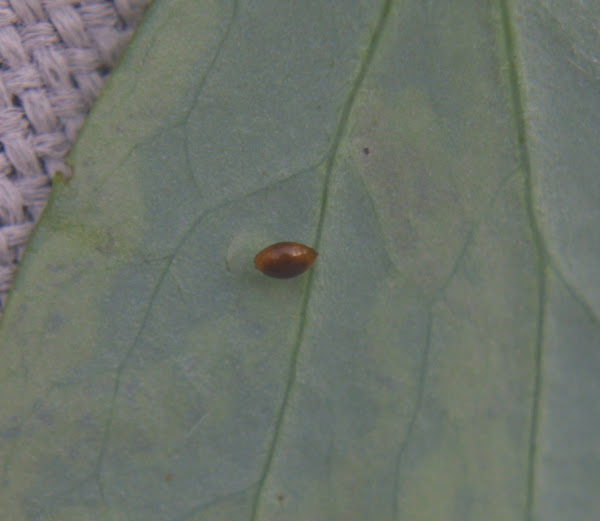Columbine Leaf Miner | Project Noah