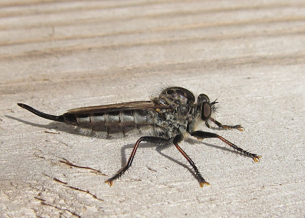 Black Robber fly | Project Noah