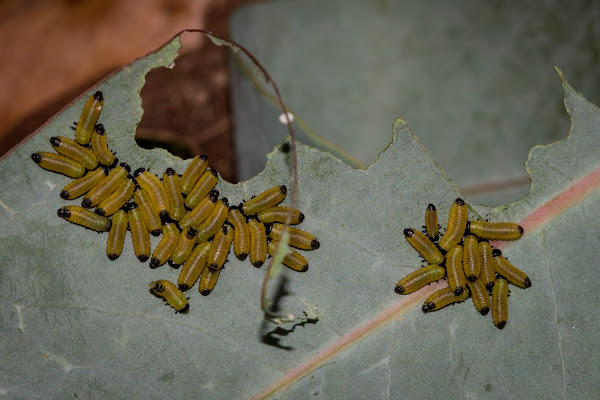 Leaf Beetle Larvae | Project Noah