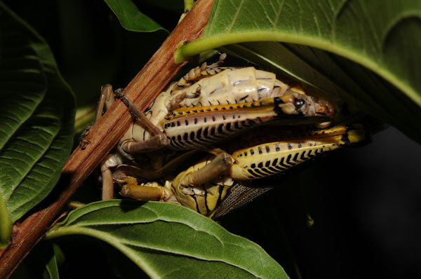 Differential grasshoppers (mating pair) | Project Noah