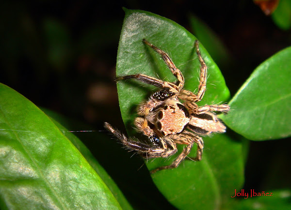 Common Housefly Catcher | Project Noah