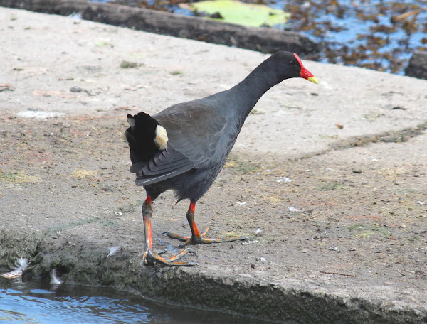 Dusky Moorhen | Project Noah