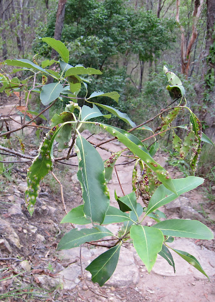 Lophostemon Prickly Leaf Galls | Project Noah
