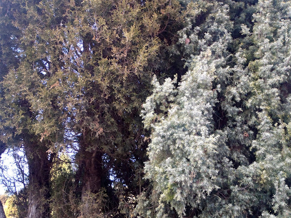 Enebro. Junipers | Project Noah