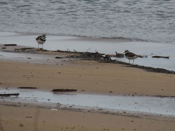Killdeer (pair) | Project Noah