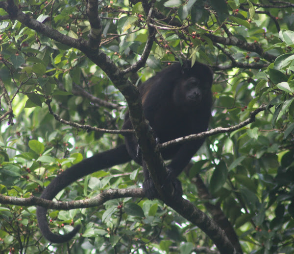 Howler Monkeys | Project Noah