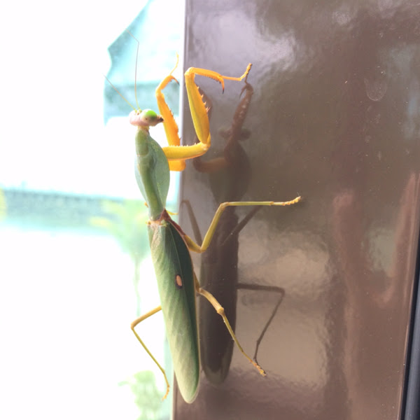 Praying Mantis | Project Noah