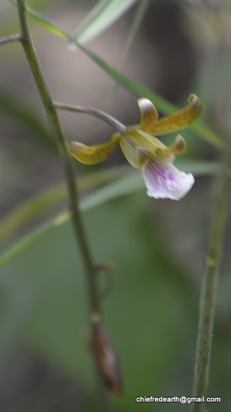 orchid | Project Noah