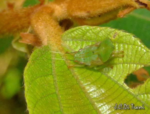 Leafhopper nymph | Project Noah