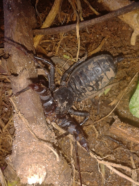 Vinegaroon or whip scorpion | Project Noah