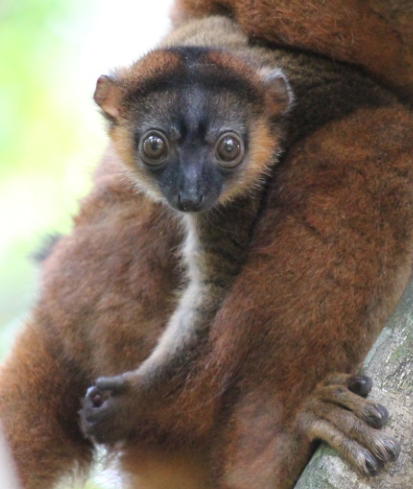 Collared Brown Lemur | Project Noah